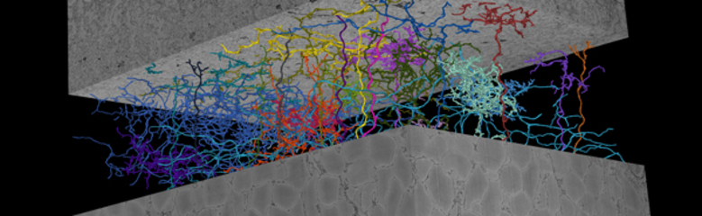 Neural Networks and Deep Learning (part 1) - Slidev